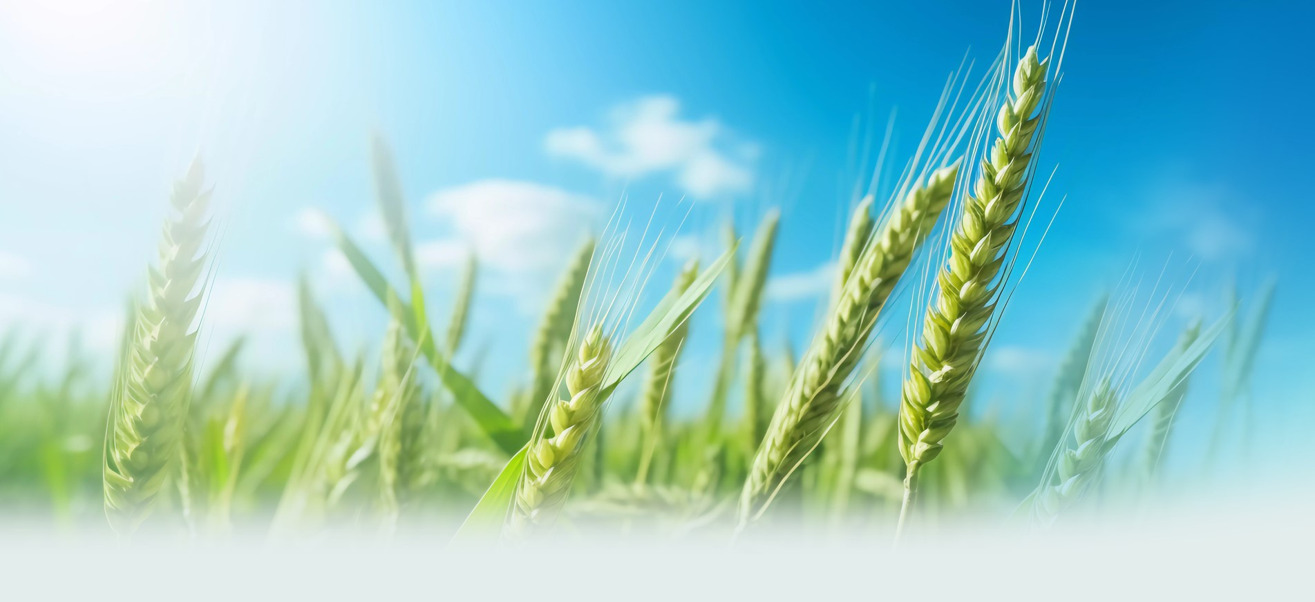 12316节气小提示：白露——寇宗彦_甘肃省农业农村厅